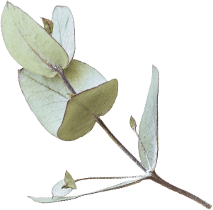 Thamara20 – Herbal Products